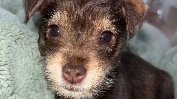 Fundraiser by Kealey Holbert : Willows surgery cost