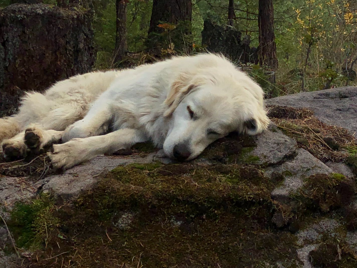 Fundraiser by Paul Sheldon : Please help save Pippa and Karma's lives!