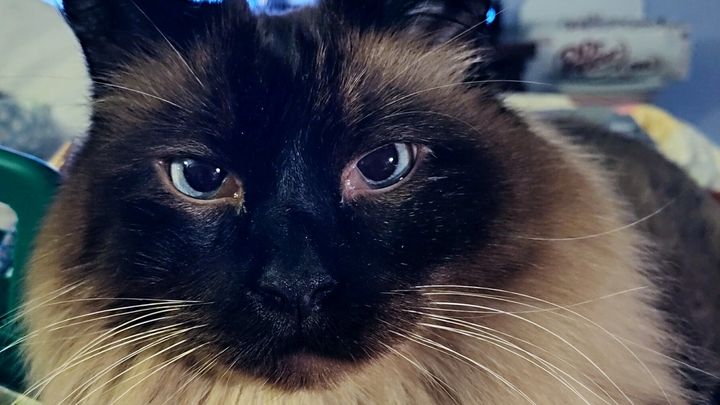 Fundraiser by Carey Selko : Help Carey & James (& kitties) not lose our ...