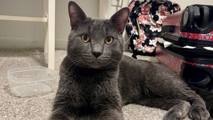 Fundraiser by Taylor Weaver : Help sweet Azriel- he has parvo