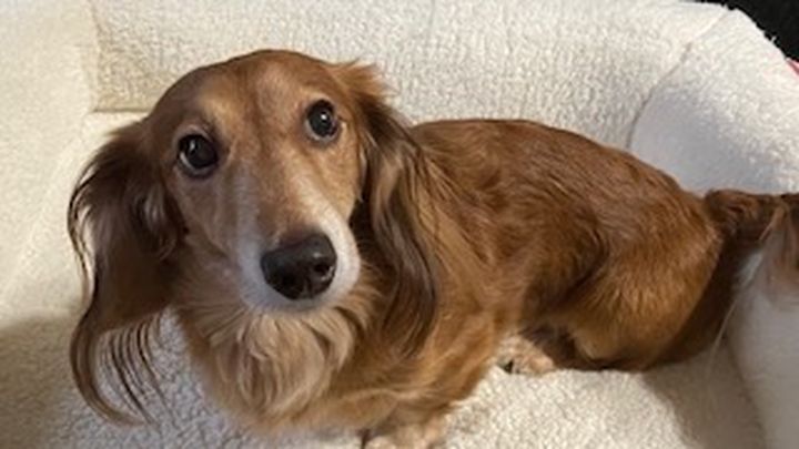 Fundraiser by Benjamin James : Our Family Dog needs your support for ...