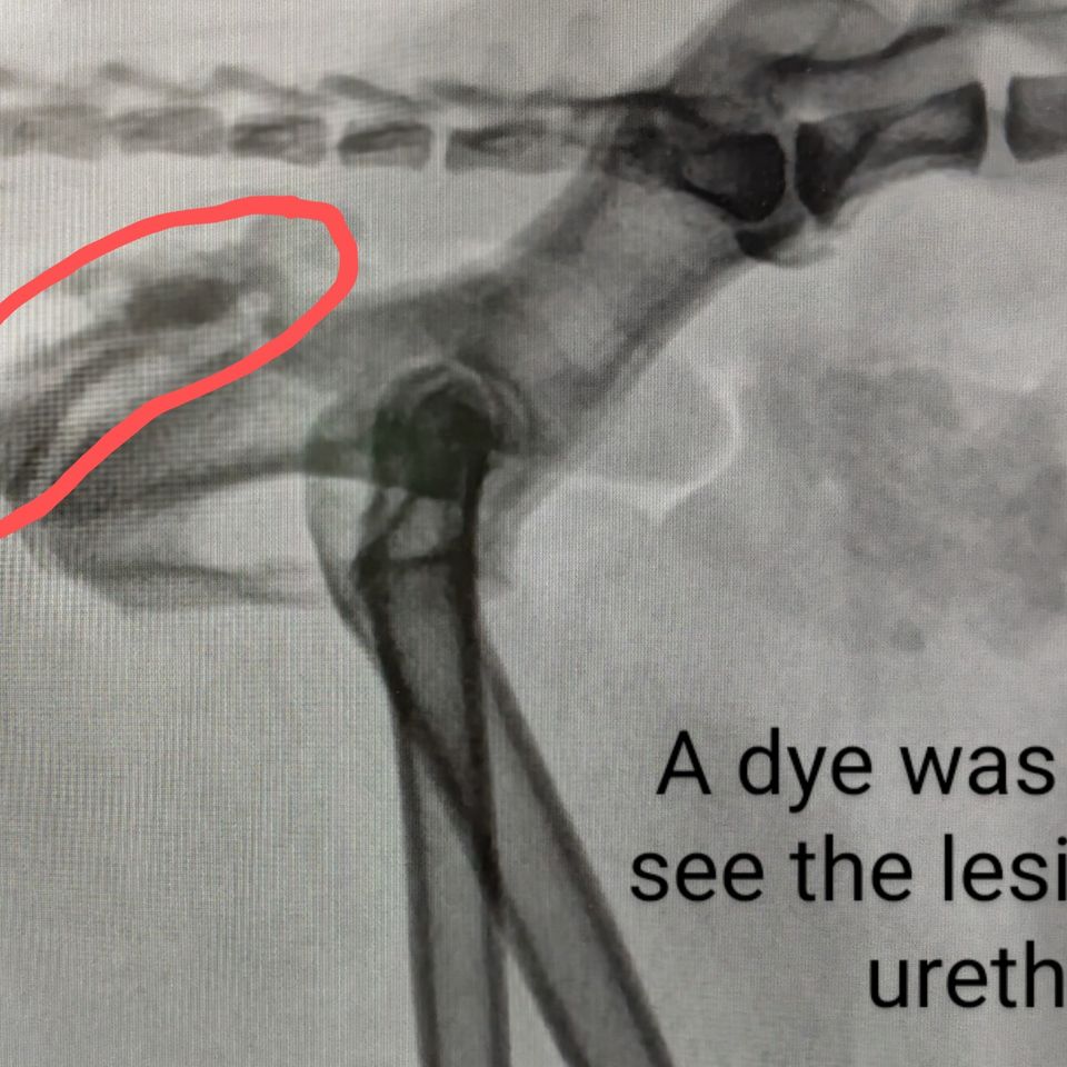 Fundraiser by T Tilton : Help Chewy Bear Get Emergency Lifesaving Surgery