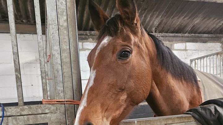 Fundraiser by Sheridan Evans : Pirates surgery 36hours left before ...