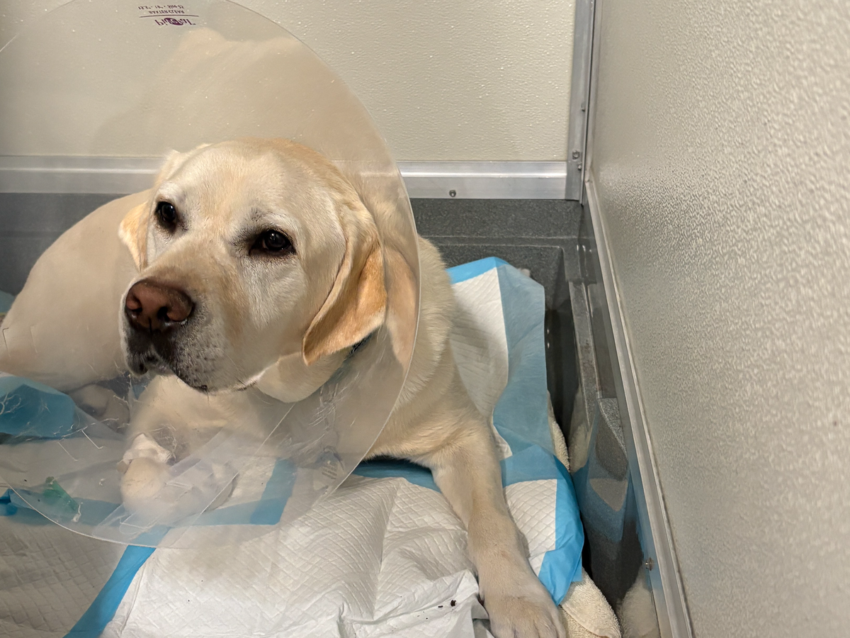 Fundraiser by Karen Lohr : Emergency vet bills for service dog Milo VII