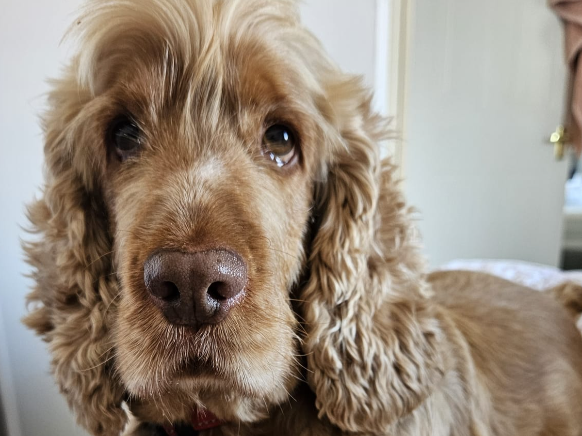 Fundraiser by Georgina Read : Support Max to stay on all 4 paws