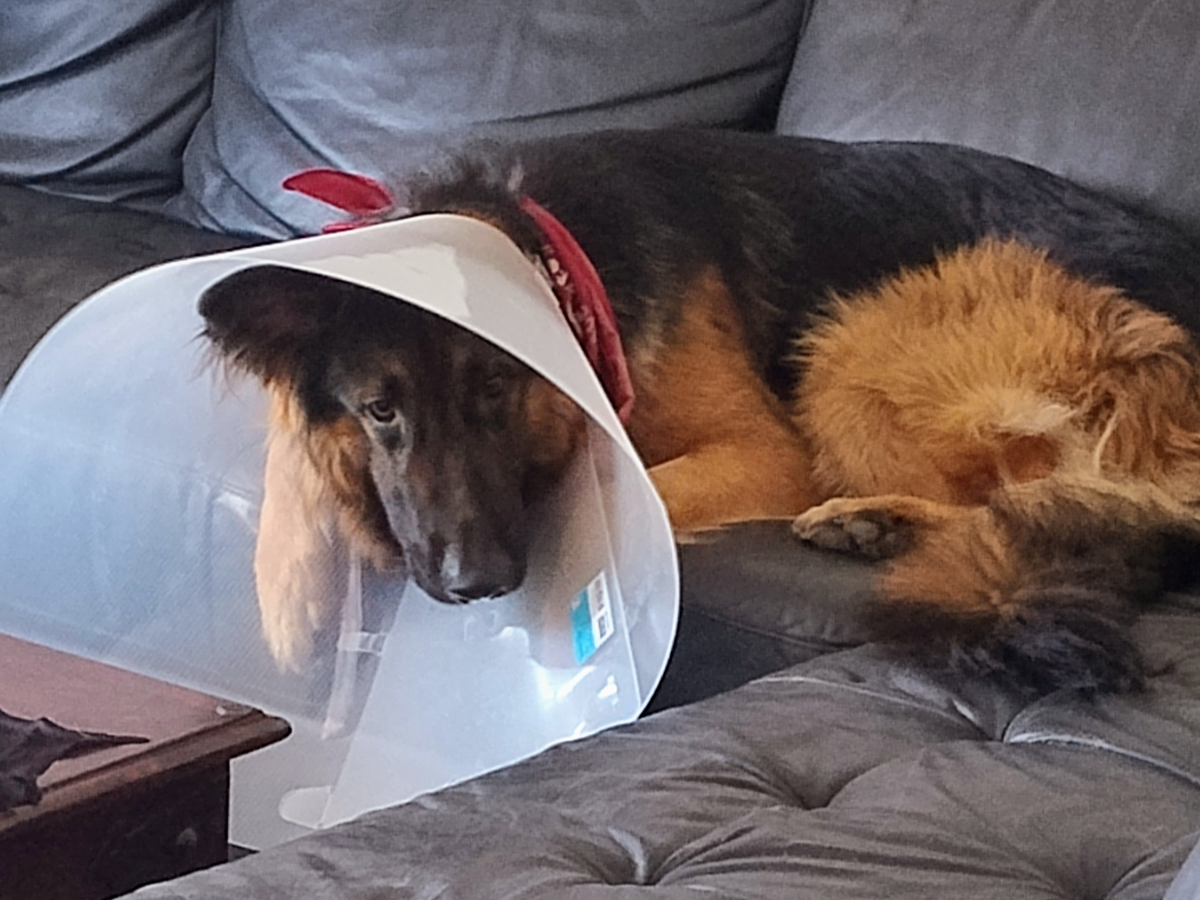 Fundraiser by Hades Conroy : Help save dexter