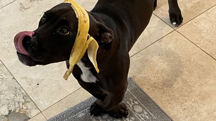 Fundraiser by Shania Rajcoomar : Moose’s Leg Surgery