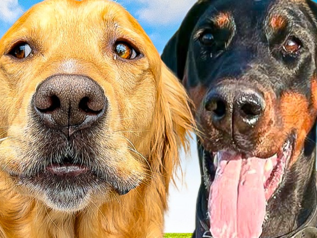 Fundraiser by The Golden Kobe Family : Help Us Rescue and Foster More Dogs