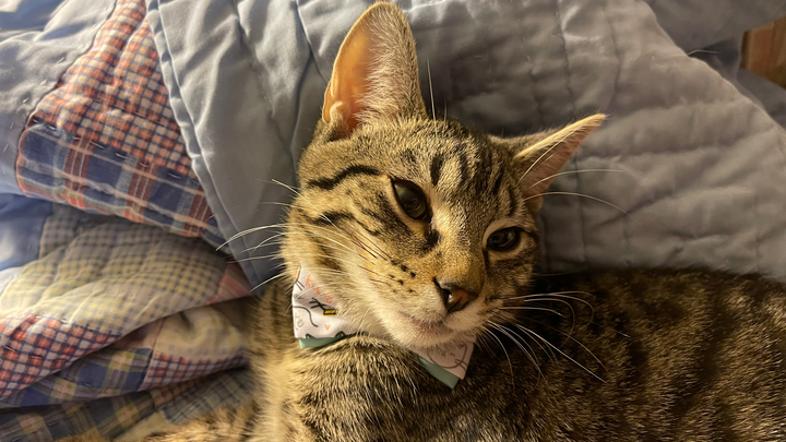 Fundraiser by Susan Blosser : Support Dio's Lifesaving Treatment