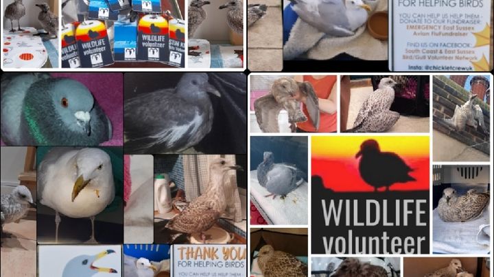 Fundraiser by Chicklet Crew : South Coast & Sussex (Chicklet ...