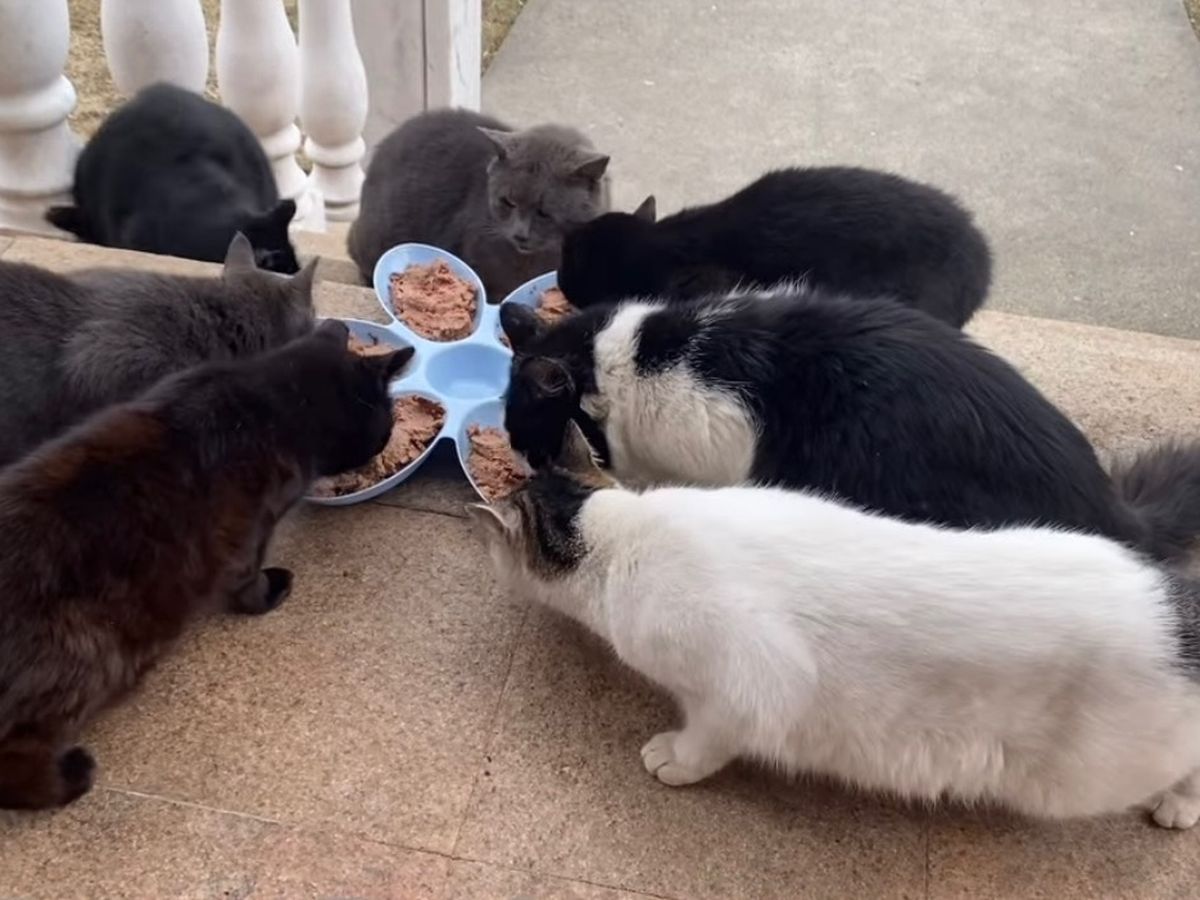 Fundraiser by Jessica Kim : NYC Stray Cats Need Your Help: Food