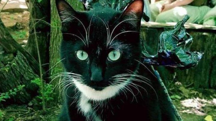 Fundraiser by Robyn Hollister : Help keep Flynn the Wonder Beast from ...