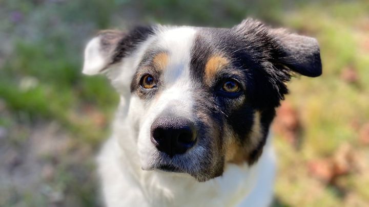 Fundraiser by Rachel Grassi : Give Luna Comfort in her Final Chapter