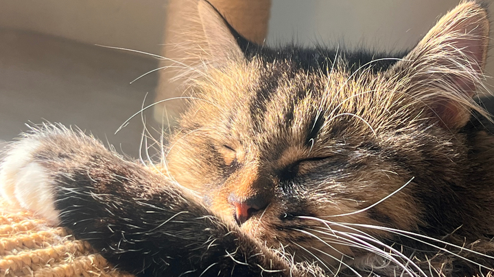 Fundraiser by Kenzie Sharp : Support Give Me Shelter Cat Rescue's Vital ...