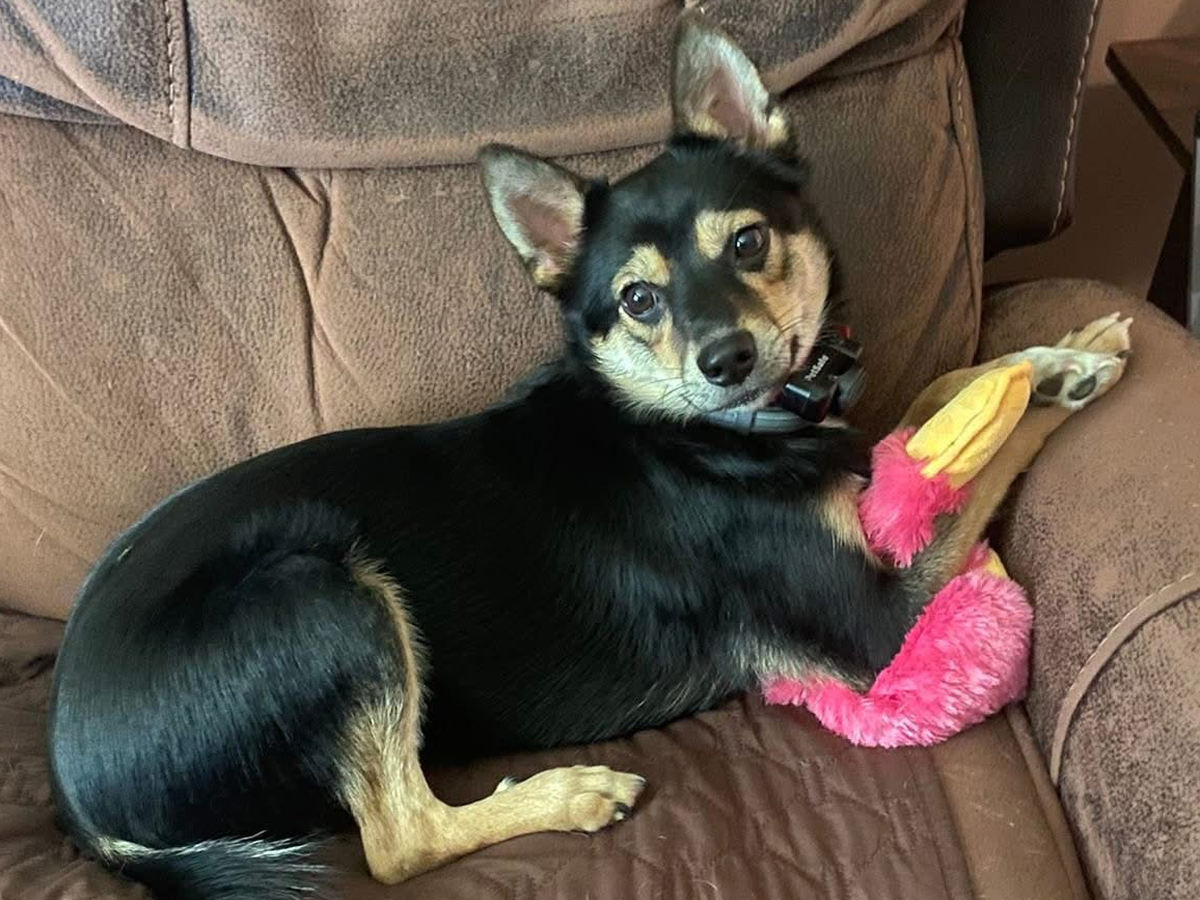 Fundraiser for Arlene Moses by Thais Silva do Amaral : Donate to Nala's Medical Care Fund