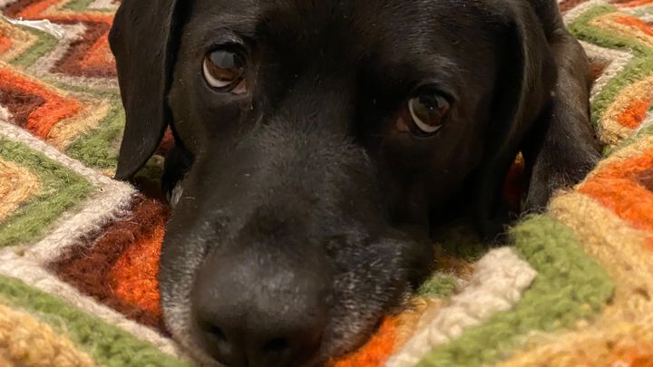 Fundraiser by Rachel Fairbanks : Olive's Medical Bills