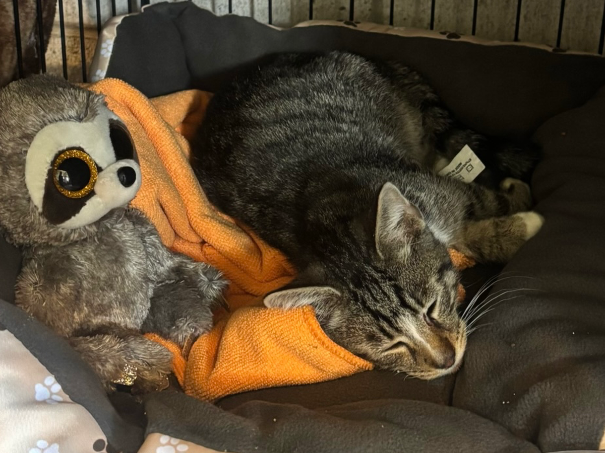 Fundraiser by Macey Belmont : Gizmo The Rescue Kitten