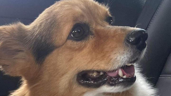 Fundraiser for Hillary Philbrick by Angie Shaffner : Support Yoda's ...