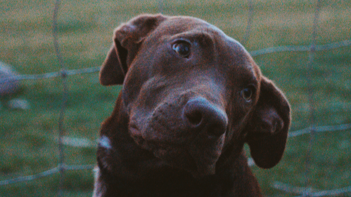 Fundraiser for Mayra Ayala by Nancy Pena : Help Goldie heal