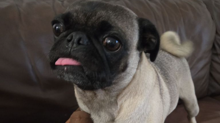 Fundraiser by Kelly Tapia : Help Daisy Heal: Support Her Surgery
