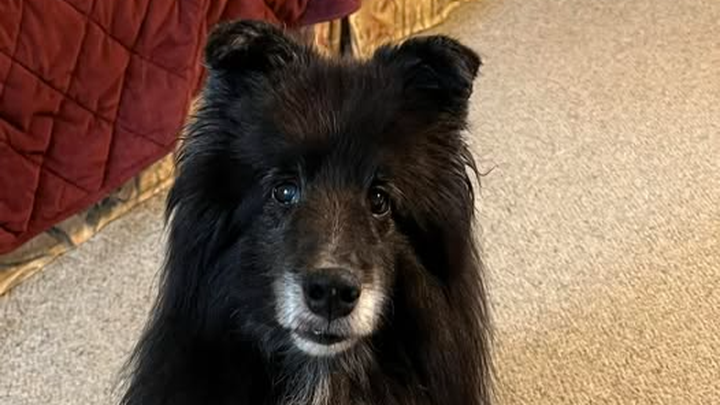 Fundraiser by Debbie DeSantis : Save Murphy: Urgent Surgery Needed