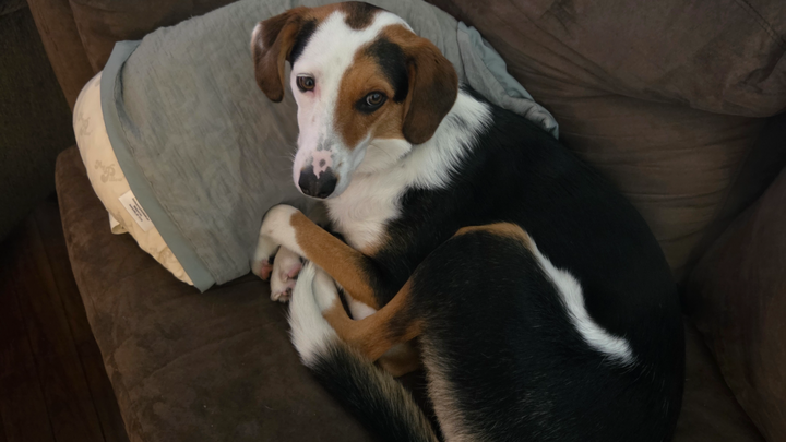 Fundraiser by Louise Holliday : HELP KENNY WALK RUN AND PLAY WITHOUT PAIN!!