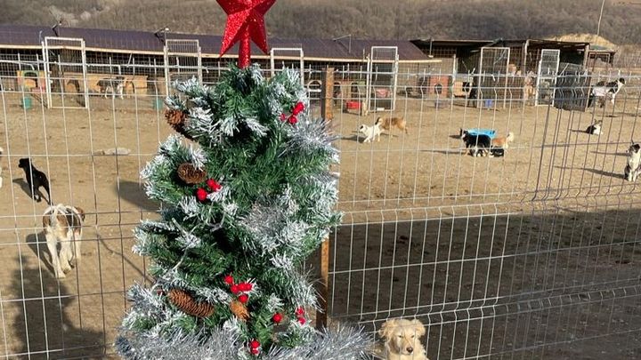 Fundraiser for George Ryan by Diana Dimofte : Abandoned Dogs and Cats ...