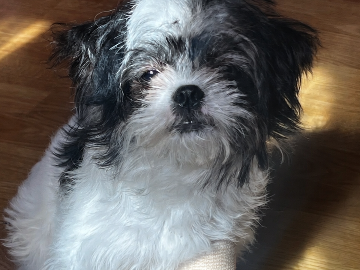 Fundraiser by Perla Hernandez : Help Olaf Get Surgery for His Broken Leg