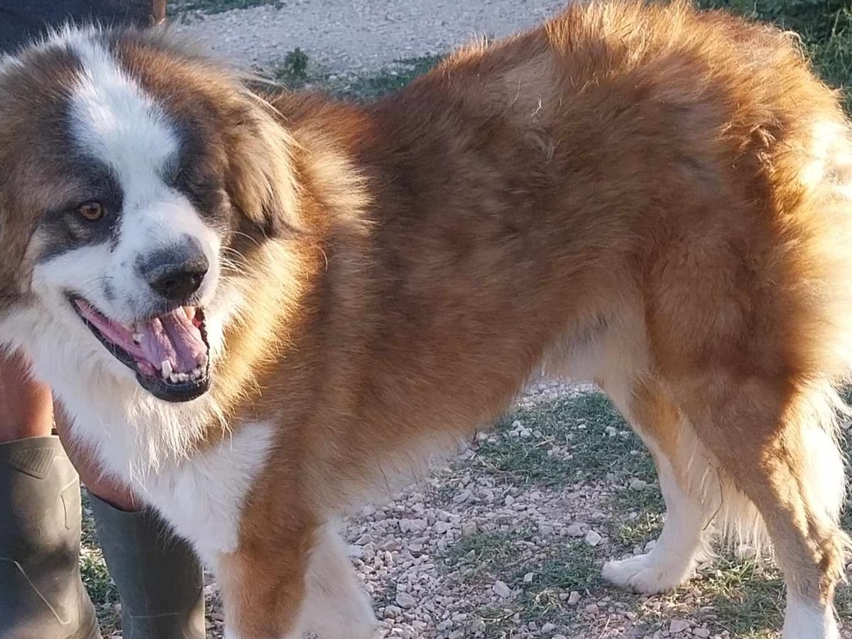 Saint Bernard Australian Shepherd Mix