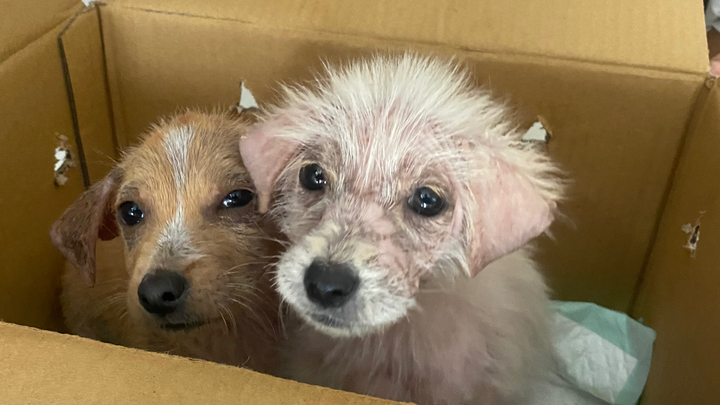 Fundraiser by Alex Blumberg : Help Us Save Dogs in Bali