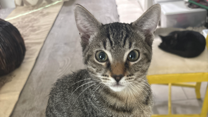 Fundraiser by Dylan Risso-Adams : Save Icarus: Urgent Surgery Needed