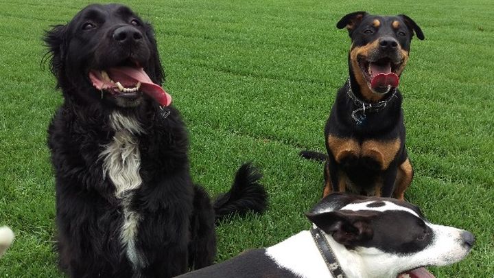 Fundraiser by Matt SeaDog Perriman : Keepin' the Pack Together