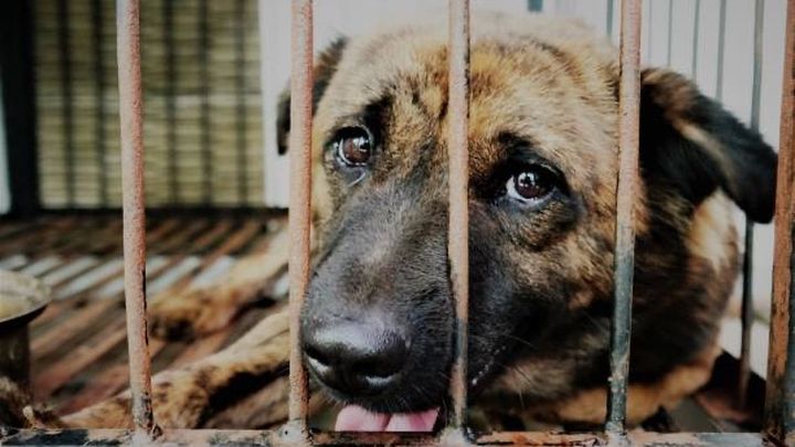 Fundraiser by Raymon Graves : Lend a Hand to Vista Ridge's Humane Project