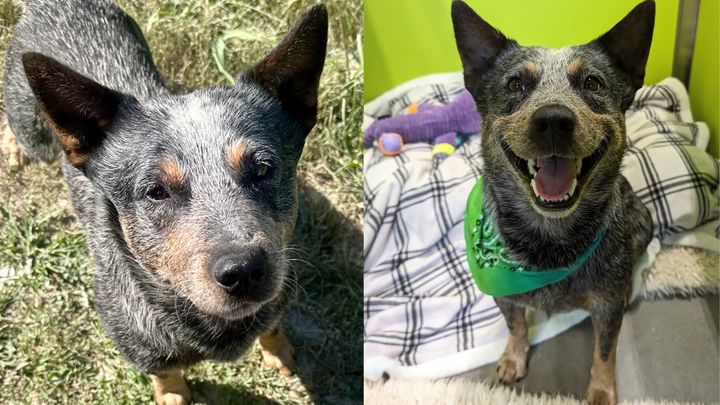 Fundraiser by Michelle Brinkoetter Mountain Mama Pyrs and Pups : Our ...