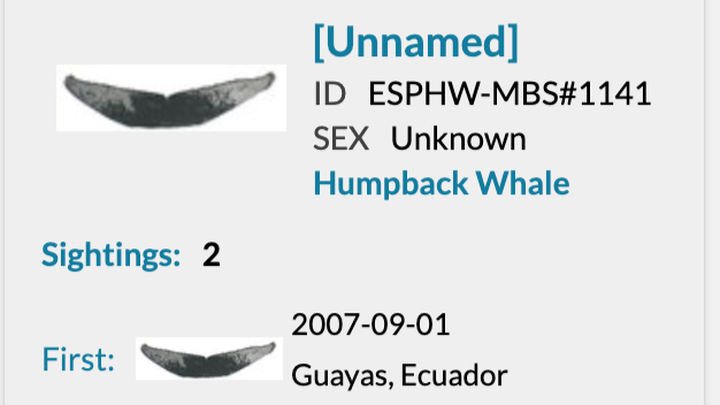 Fundraiser by Erica Mistretta : Sarah the Whale