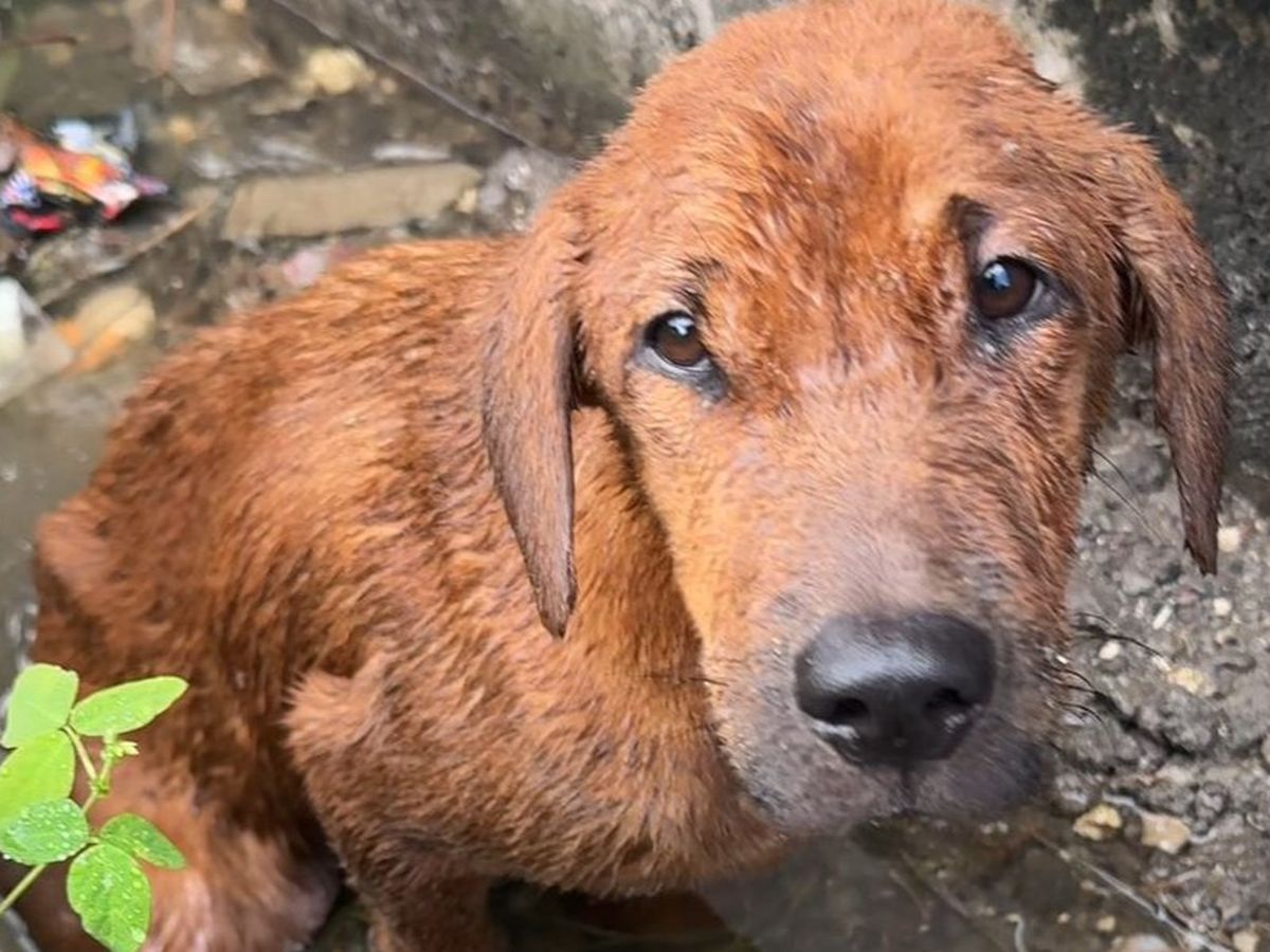 Fundraiser by Dominik Jaschinski : Rescue Wheely and let him walk again!