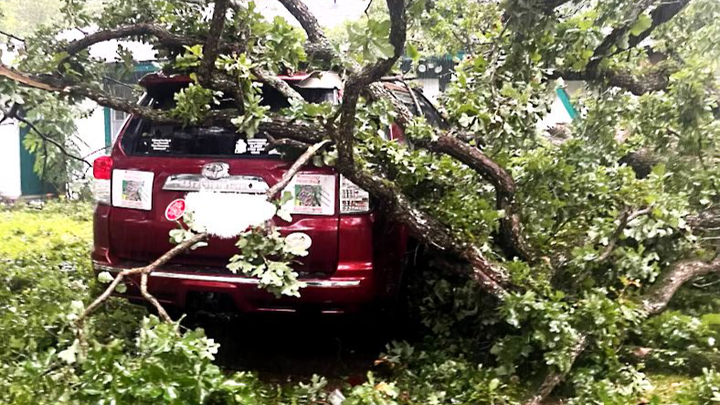 Fundraiser for Silvia Contantinesque by Sharon Gabel : Help Ana and her ...