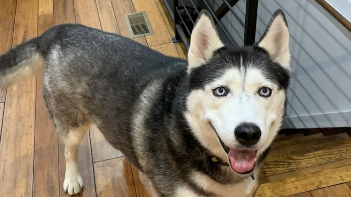 Fundraiser by Alexander Radaoui : Lou Needs Surgery