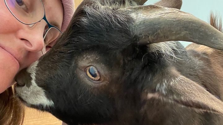 Fundraiser by Jessica McCabe : Samson the Goat