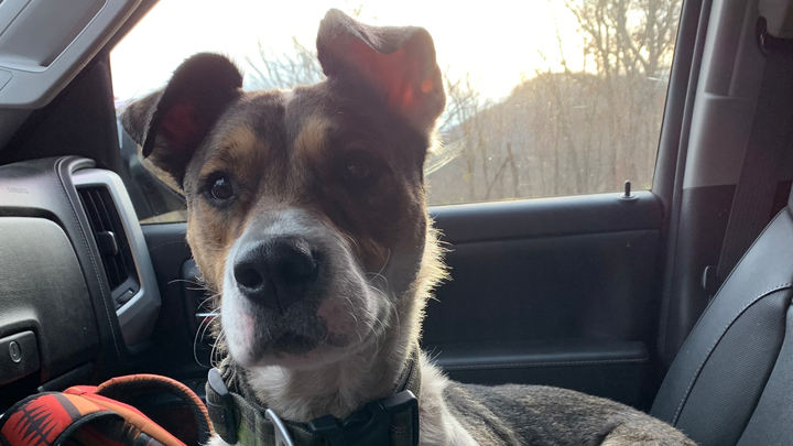 Fundraiser by Ronnah Metz : Help Bandit Overcome a Medical Emergency