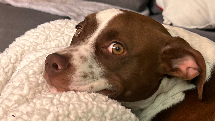 Fundraiser by Jaelene Lara : Raely’s Emergency Vet Fund