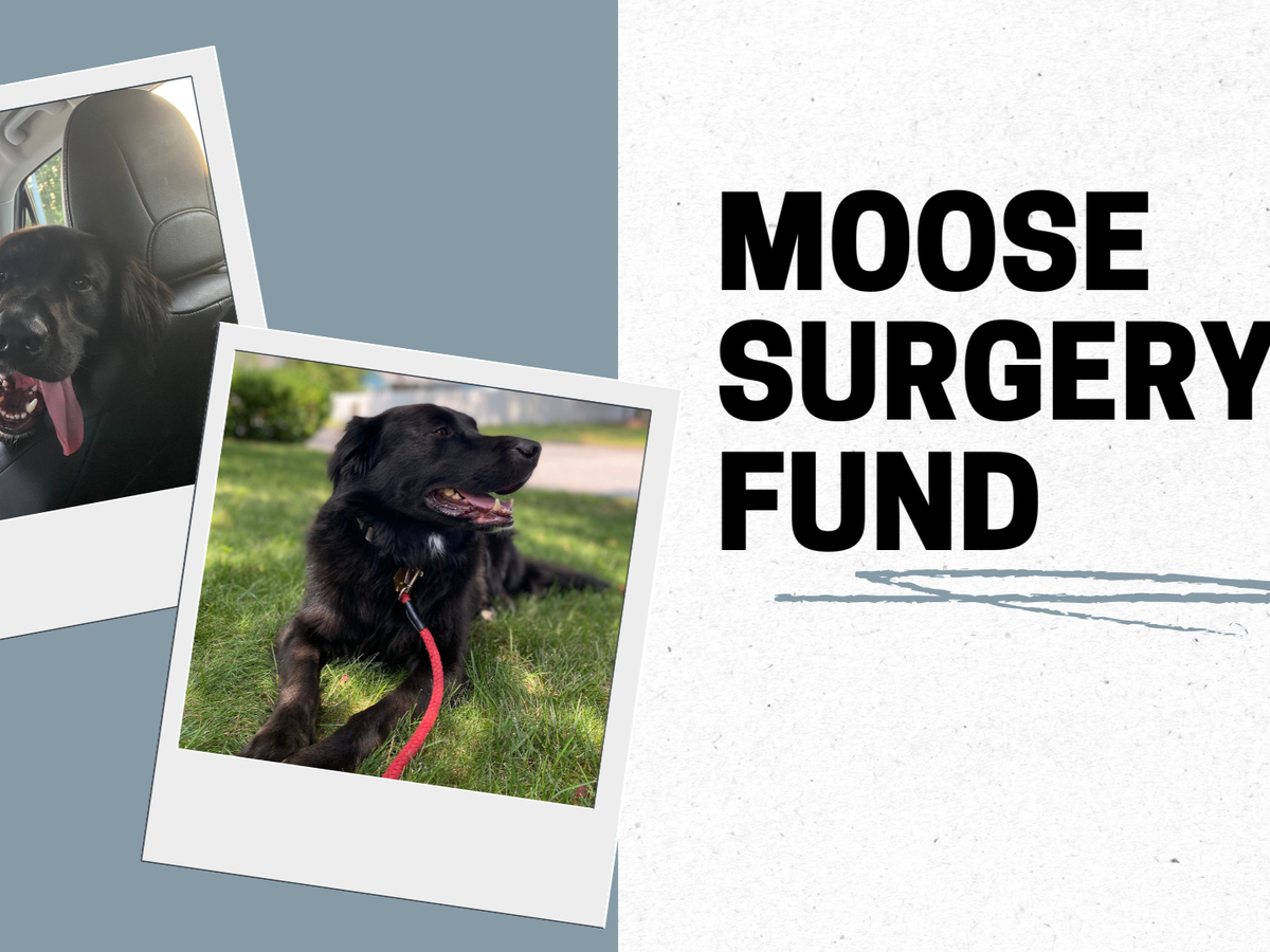 Fundraiser by Megan Crout : Help Moose Recover from Emergency Surgery