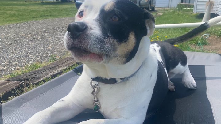 Fundraiser by Aaron Holcomb : Help Cover Chuckie’s ACL surgeries