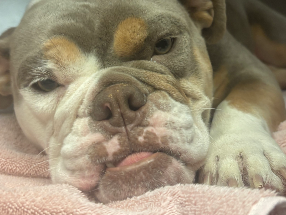 Fundraiser by Samantha Gaudette : Support Zoey's Journey to Recovery