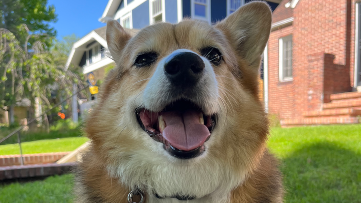 Fundraiser by Amanda Sorensen : Help Diddams Heal - A Corgi's Journey ...
