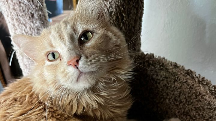 Fundraiser for Miqielo Luciano by Haley Williams : Leo’s Medical Bills