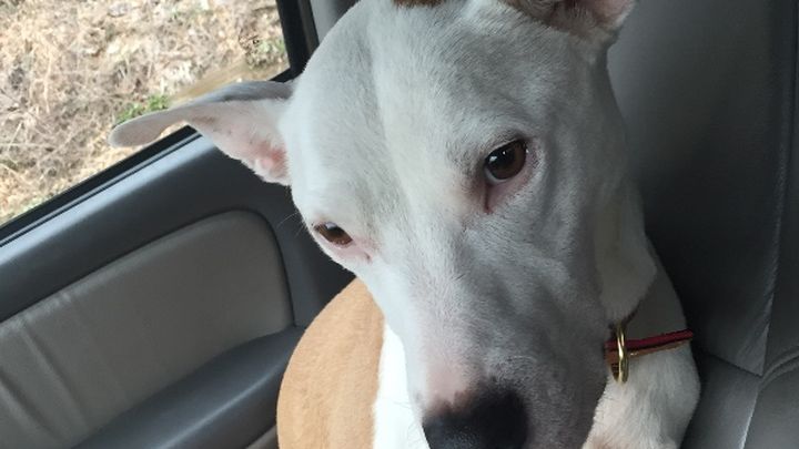 Fundraiser by Ryan Yamada : Surgery for Oliver