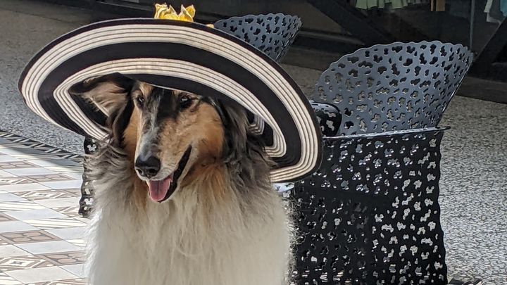 Fundraiser by Jana J. Monji : Help Save Misty: Cancer Chemo Fundraiser Fundraiser by Jana J. Monji : Help Save Misty: Cancer Chemo Fundraiser