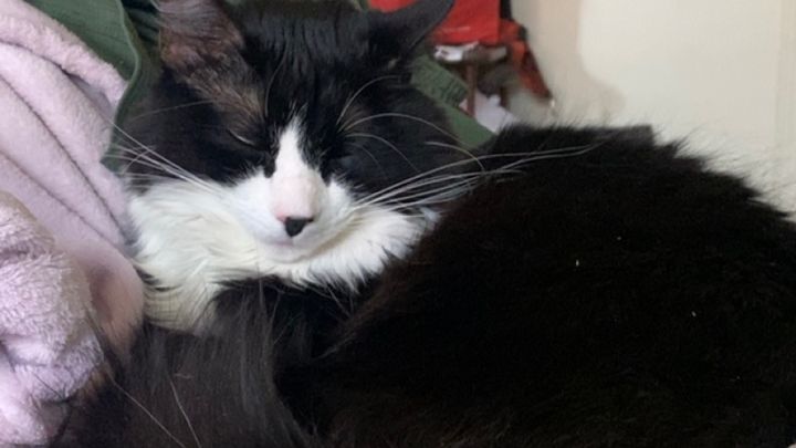 Fundraiser by Emili-lynn Fontaine : Urgent vet bill fundraising for my ...