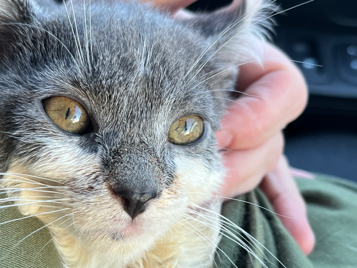 Fundraiser by Crystal Tipton : Donate to Save Little Tipsy's Life